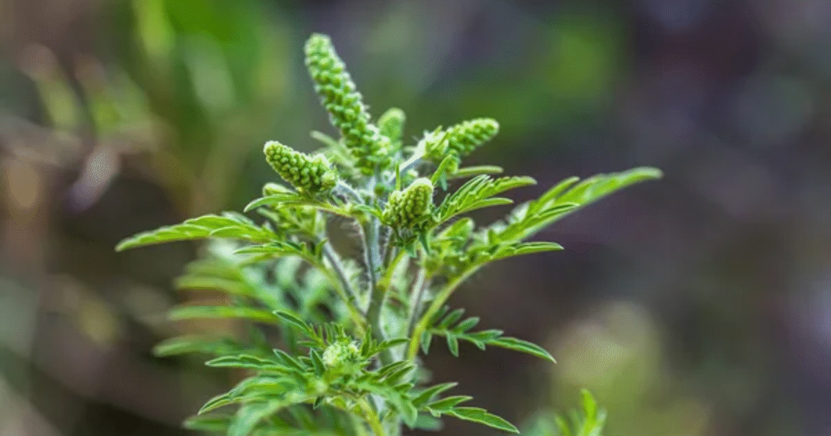 Амброзія на Львівщині: чому її треба знищувати і що може зробити кожен
